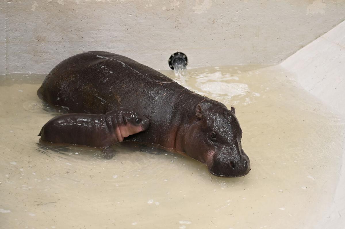 Pygmy hippo live stream at Metro Richmond Zoo