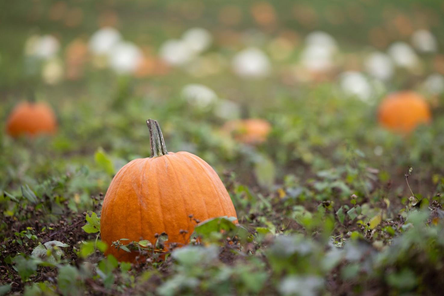 Pumpkin picking in Richmond
