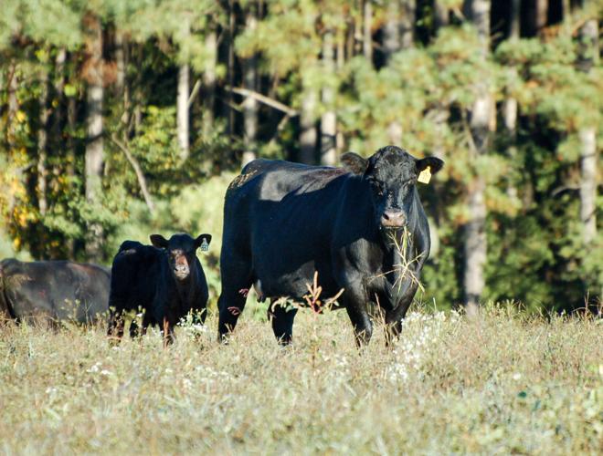 Meat of the matter: Virginia boasts a thriving beef industry