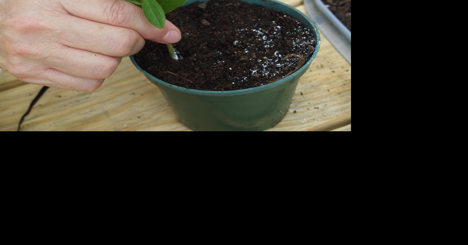 Gardening Q&A: Now's the time to root azalea cuttings