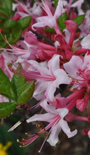 Try native azaleas for lovely color, scent