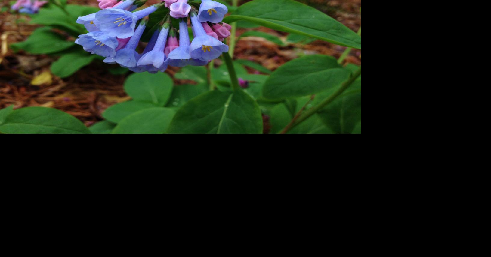 Nature Notes: the Virginia bluebell