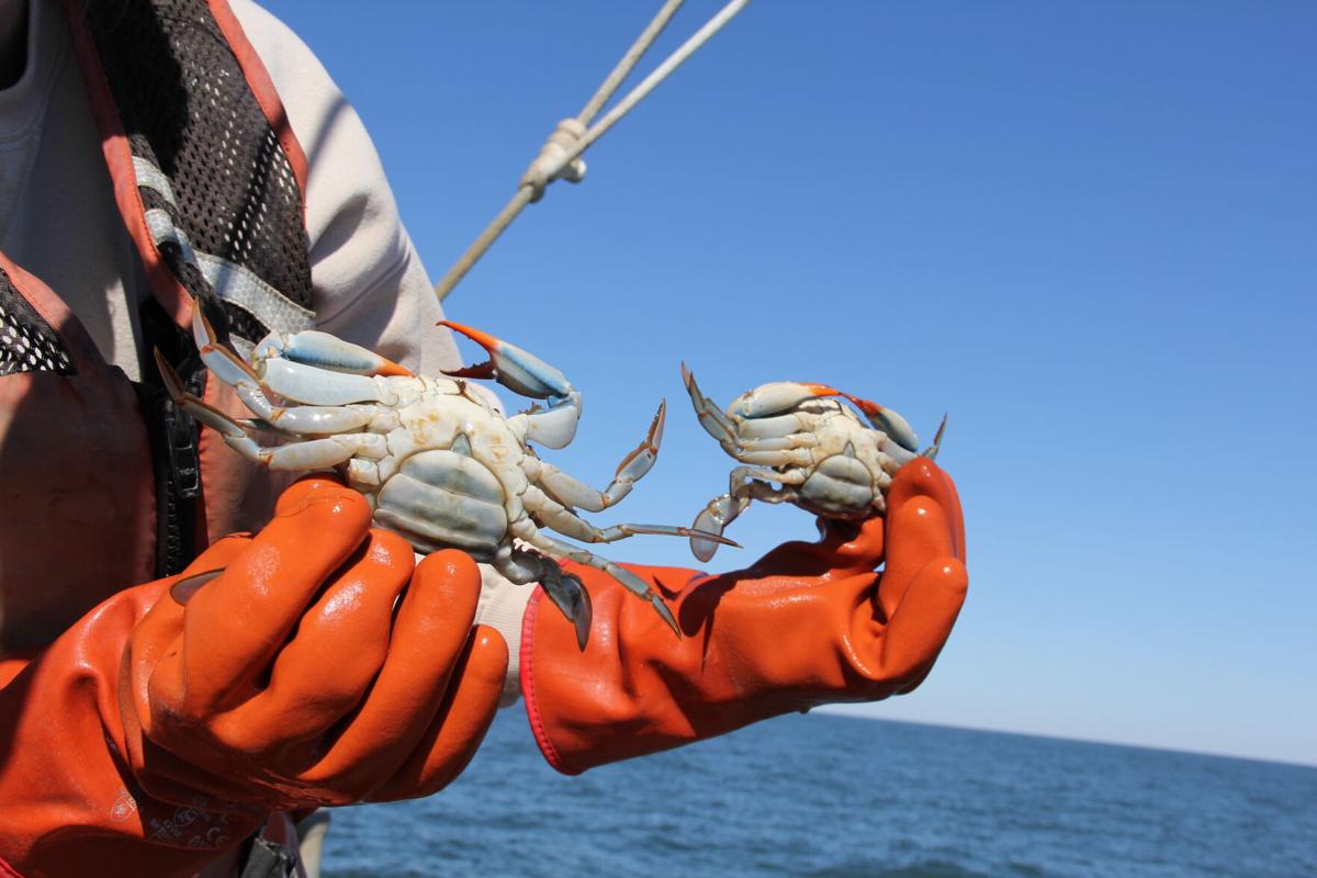 Virginia: After 15 years, a harvest pause to help crabs ends