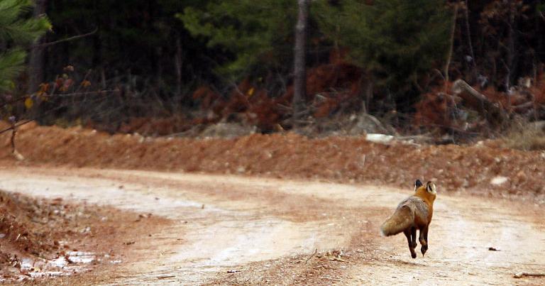 A hunter’s take on fox pens