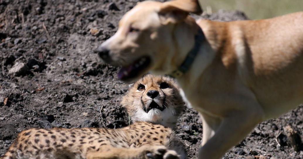 Metro Richmond Zoo celebrated first birthdays for cheetah, dog best friends