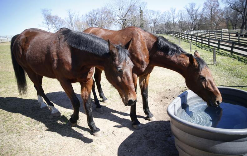 Maymont Farm to re-open March 26 with family-friendly festival