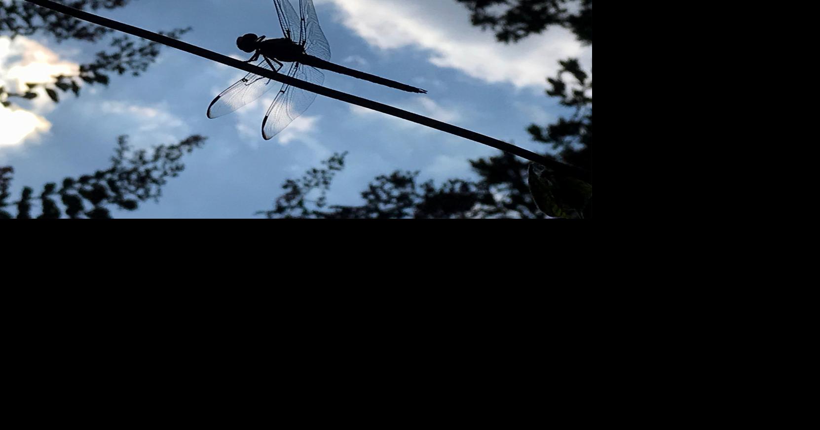 What were those large blobs on weather radar over Virginia? Dragonflies ...