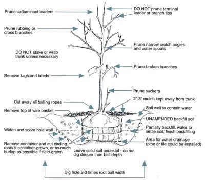 Gardening Q&A column with Richard Nunnally