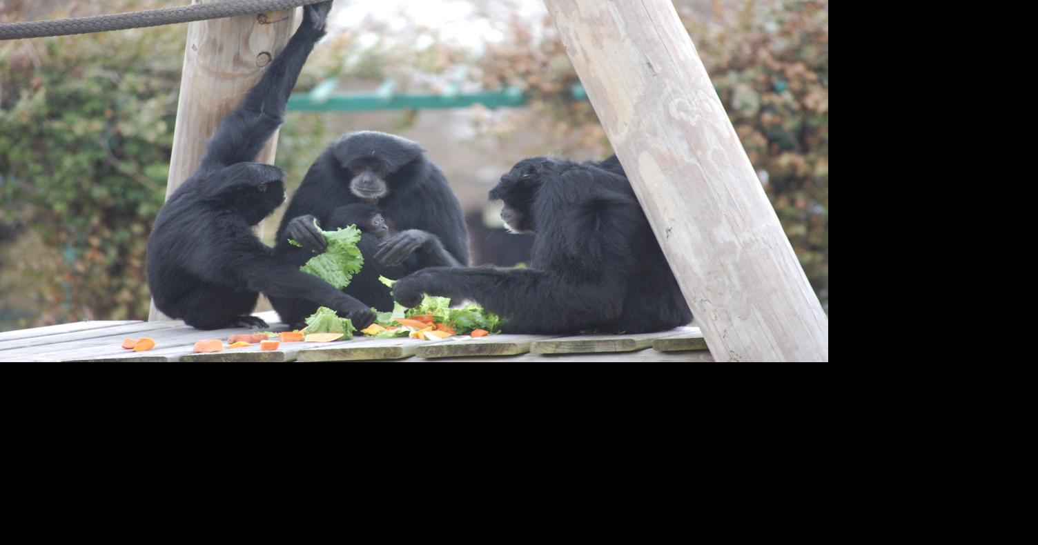 Virginia Zoo's endangered ape gives birth