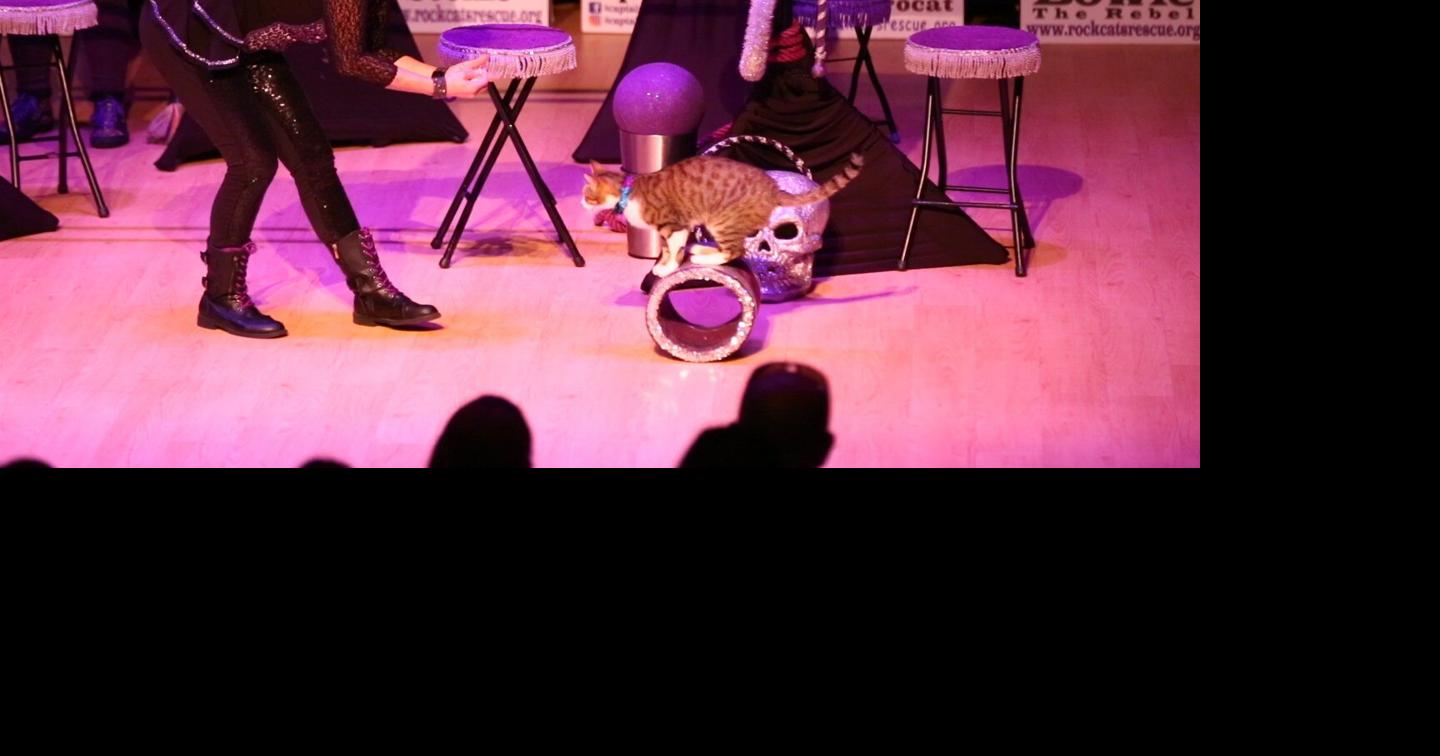The Amazing Acro Cats