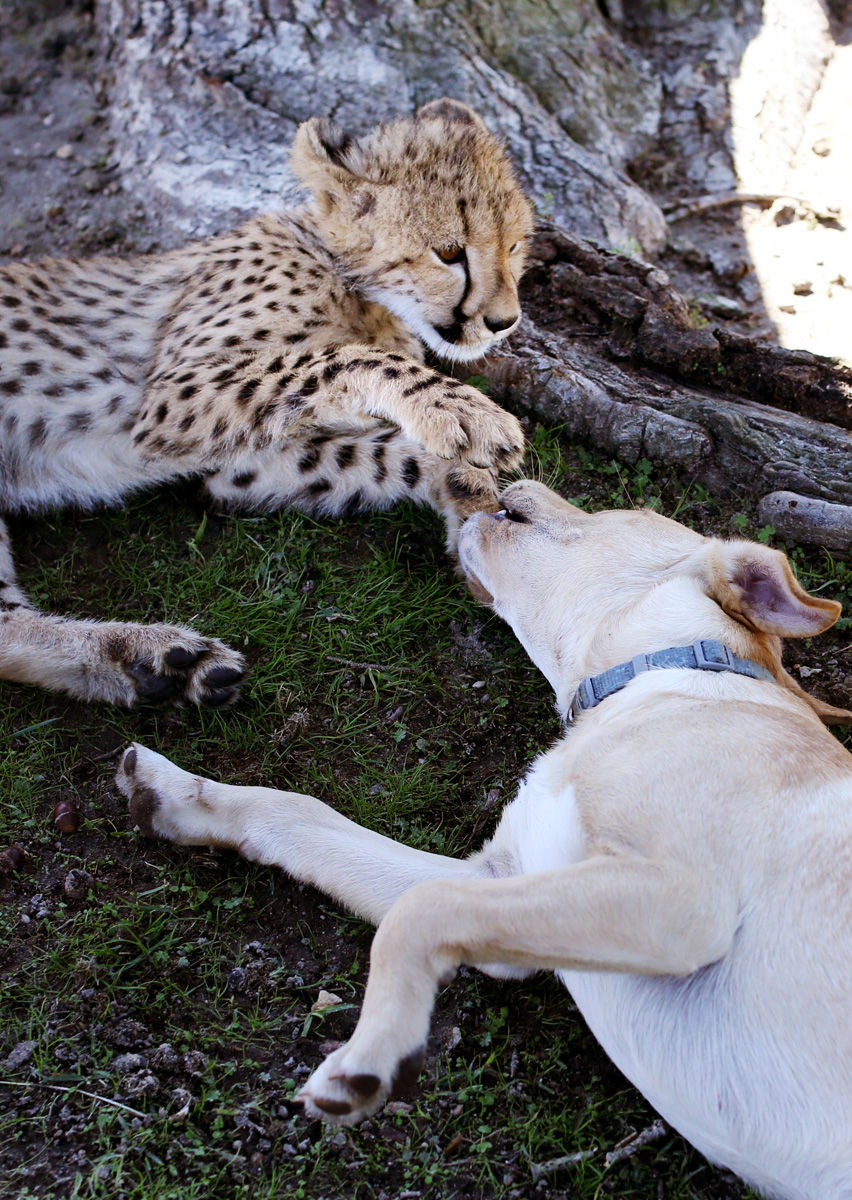 PHOTOS: A cheetah cub and lab mix puppy are unlikely BFFs at Metro ...