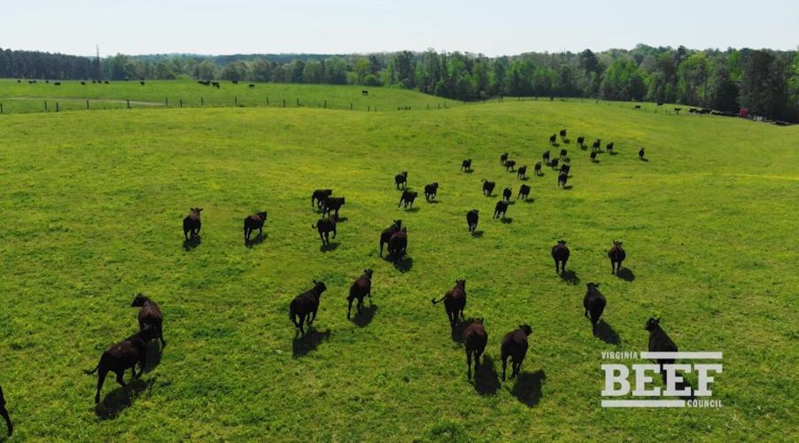 Meat of the matter: Virginia boasts a thriving beef industry