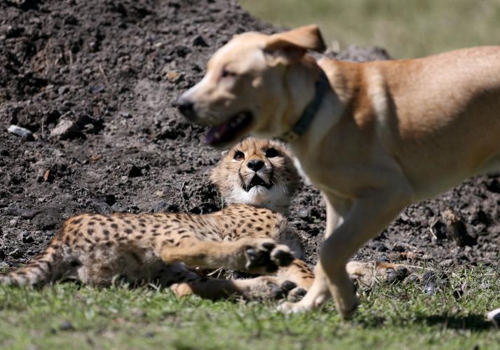 Those cheetah and puppy BFFs at Richmond Zoo met some penguins