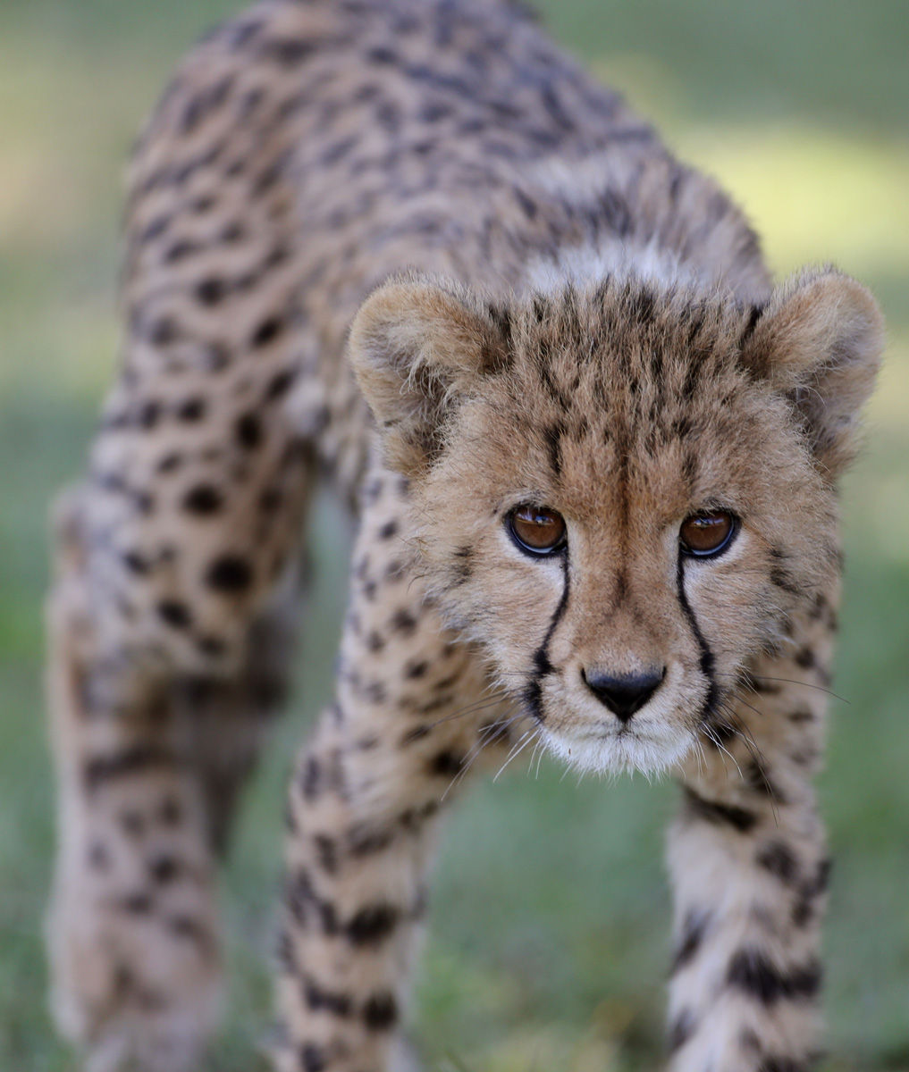 PHOTOS: A cheetah cub and lab mix puppy are unlikely BFFs at Metro ...