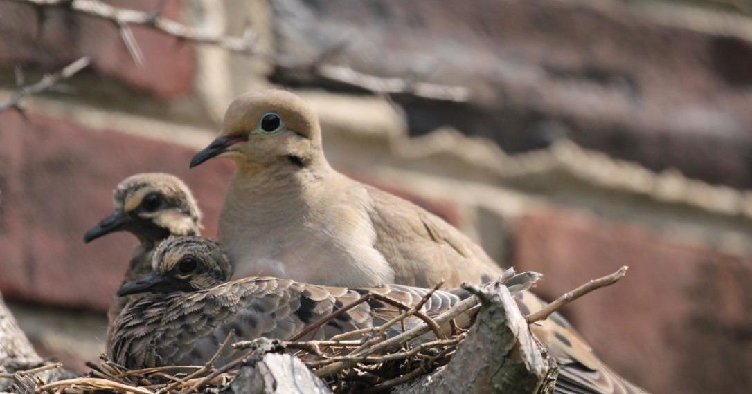 Flyways and Byways: Nesting mourning doves