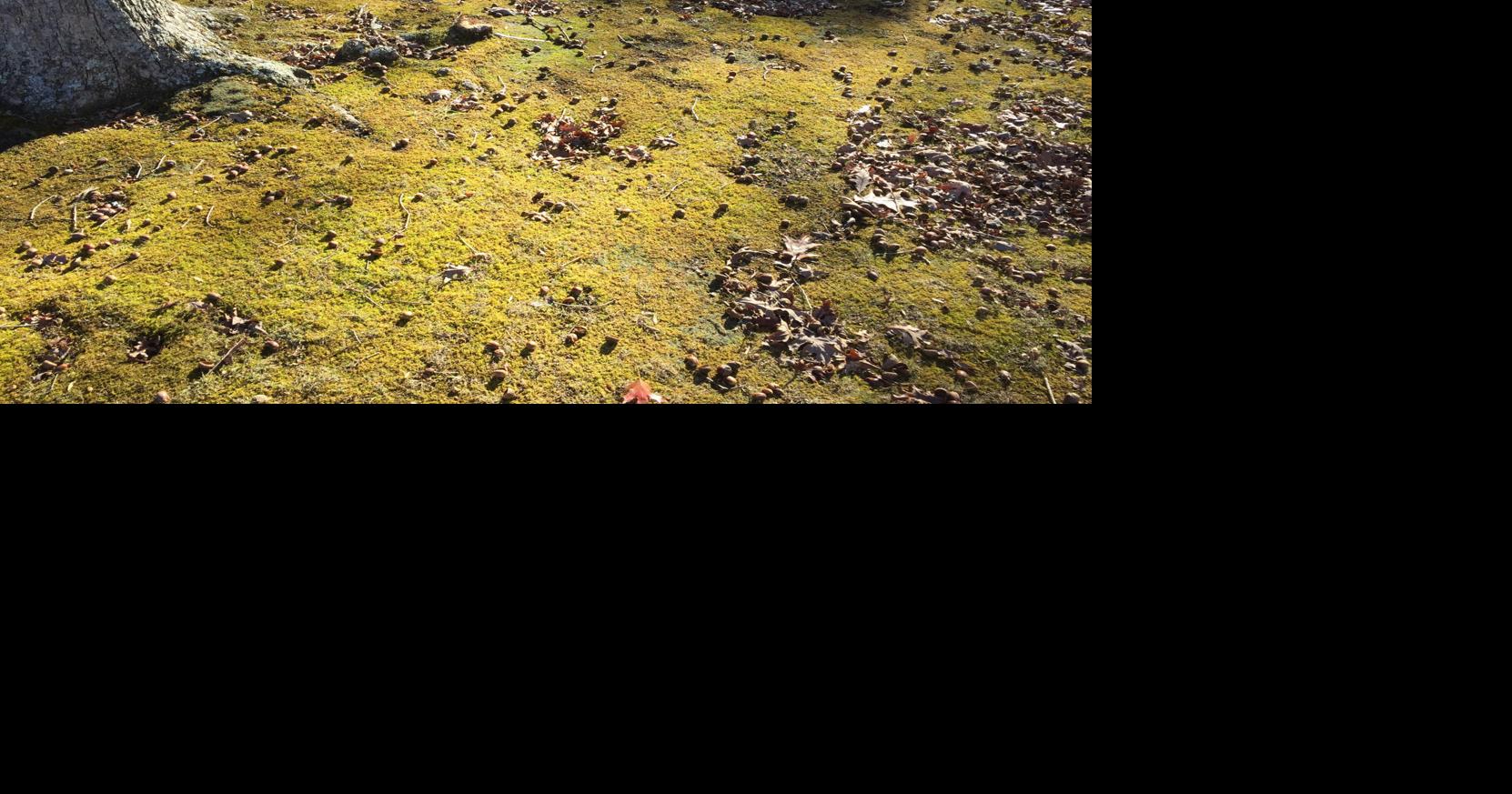 Gardening Q&A: Are Bermuda grass and wiregrass the same?