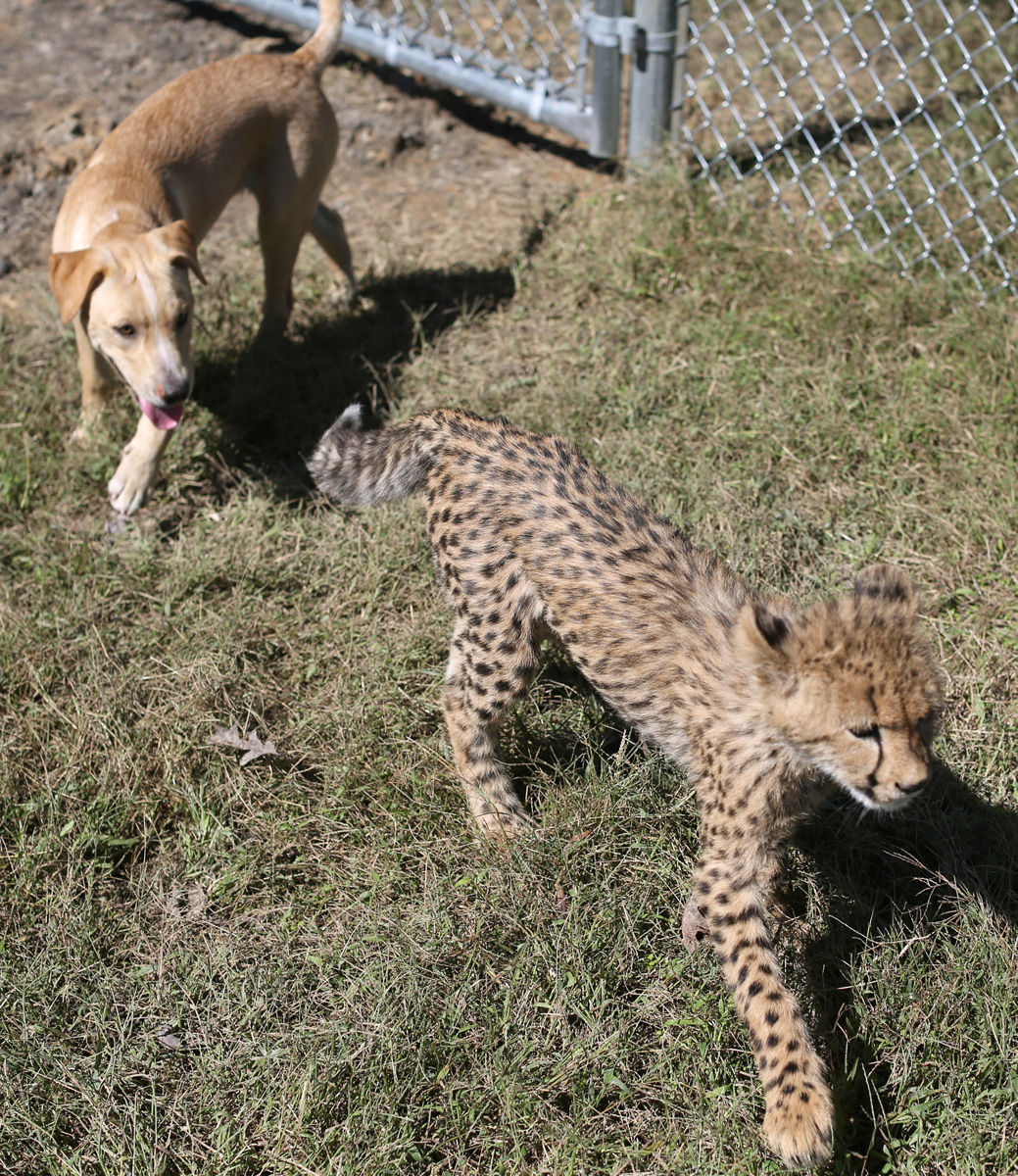 PHOTOS: A cheetah cub and lab mix puppy are unlikely BFFs at Metro ...