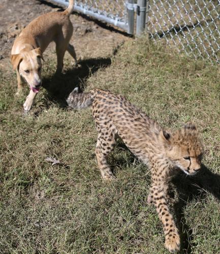 A cheetah cub and lab mix puppy are unlikely BFFs at Metro Richmond Zoo