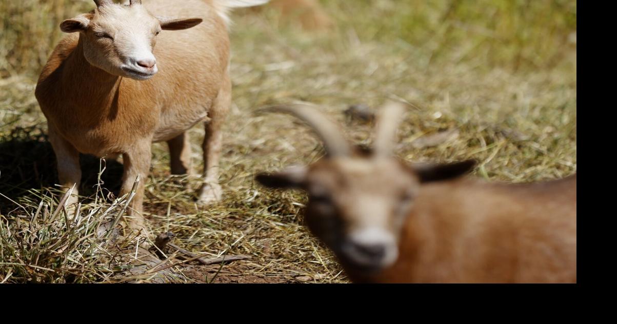 A heard of goats take charge of cemetery clean-up