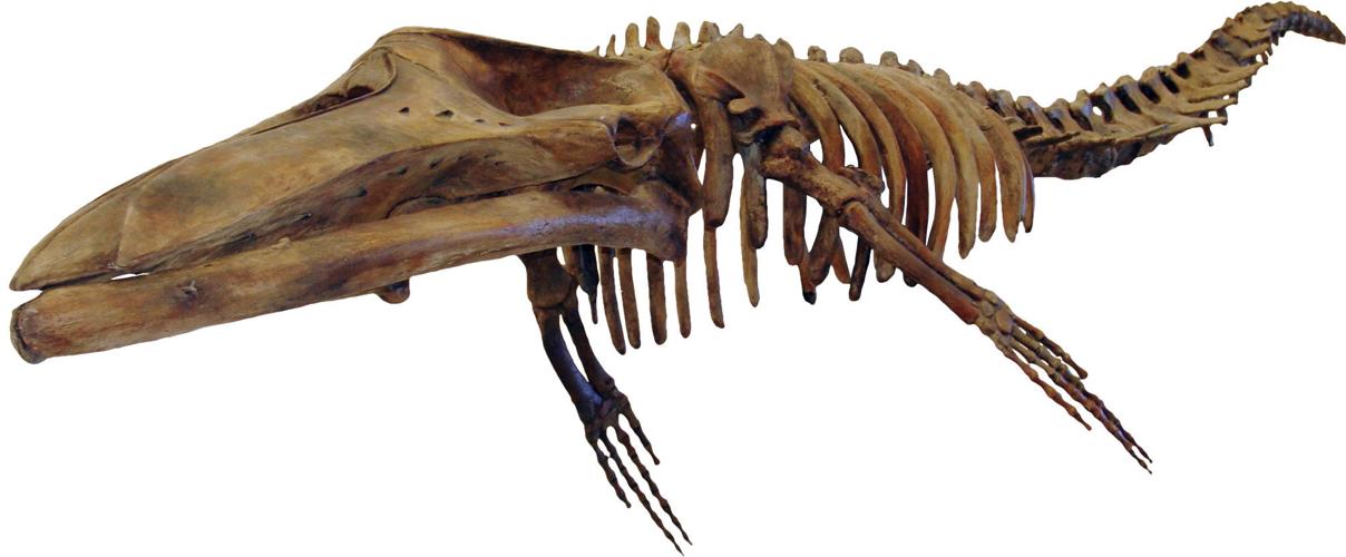 Natural History: a whale of a fossil site near Richmond