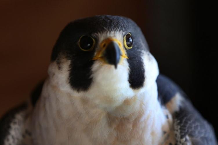 Richmond’s rare falcons trying again to raise family