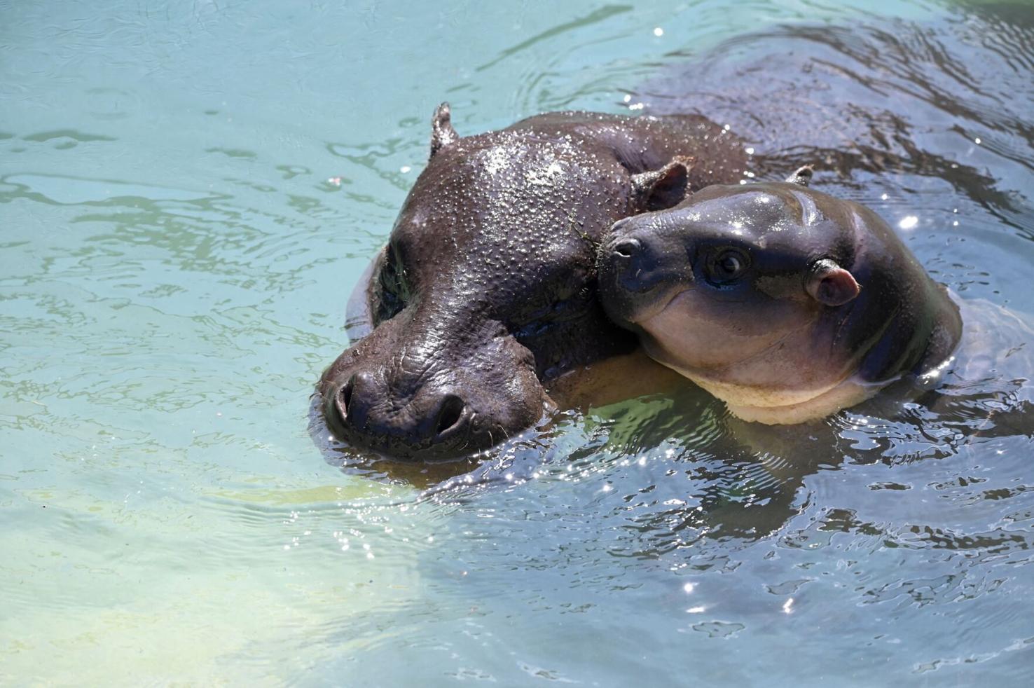 Poppy the pygmy hippo now on view at Metro Richmond Zoo