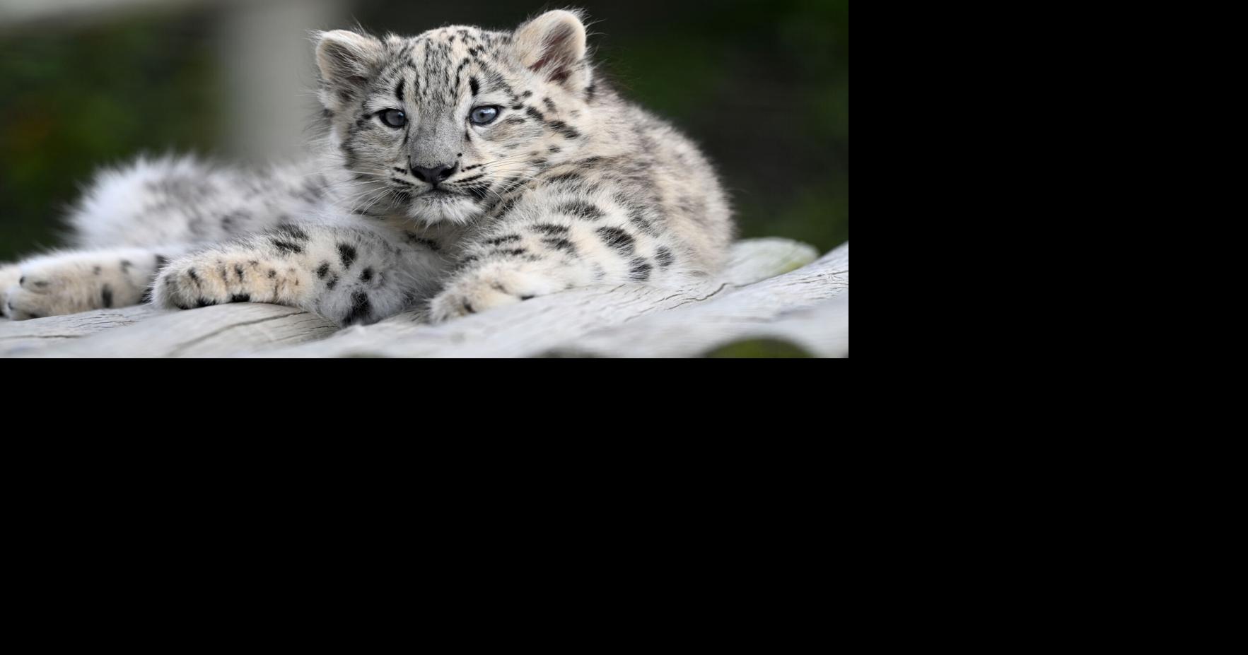 PHOTOS: Snow leopard cub now on view at Metro Richmond Zoo