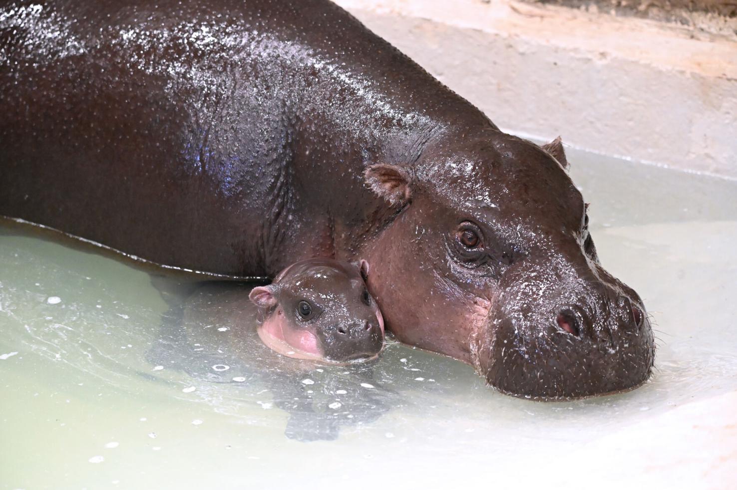 Name of baby pygmy hippo at the Metro Richmond Zoo