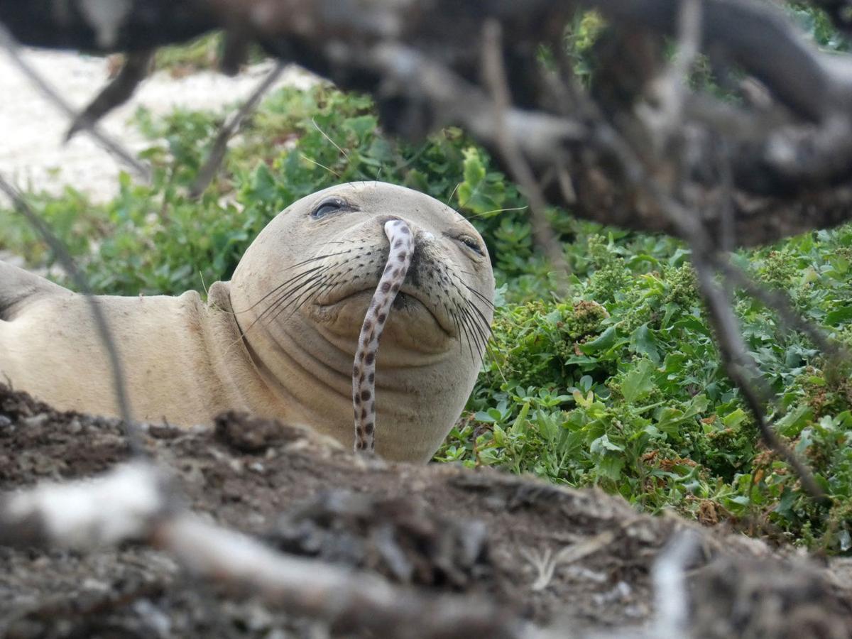 Endangered Hawaiian monk seals keep getting eels stuck up their noses ...