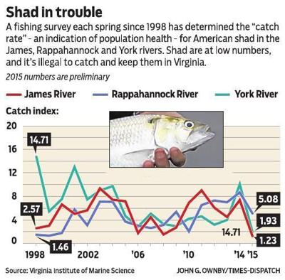 Despite decades of help, shad is still in trouble