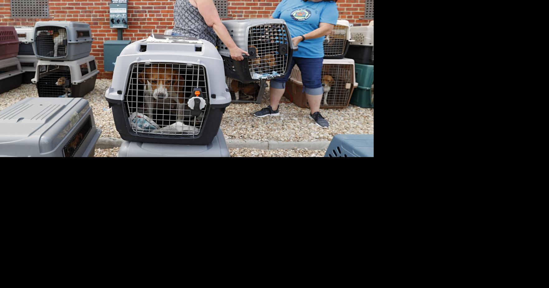 Column: Despite stigma, lab dogs are more than adoptable