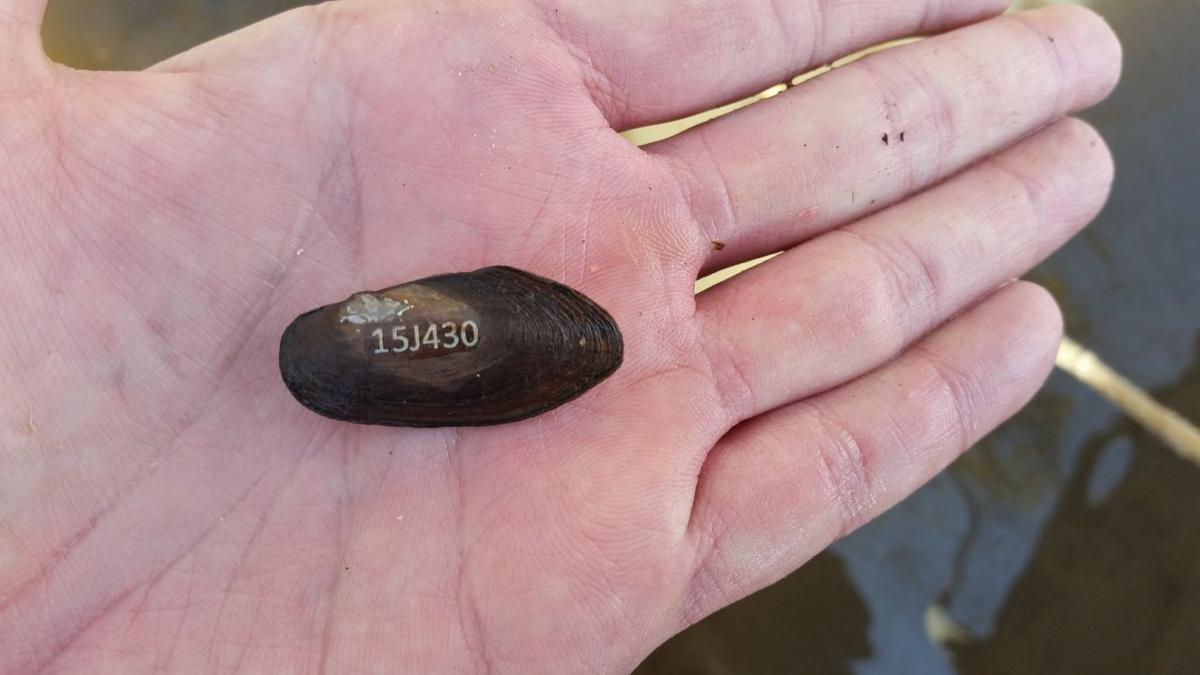 Clarkson: Plight of freshwater mussel in Virginia has come to the forefront