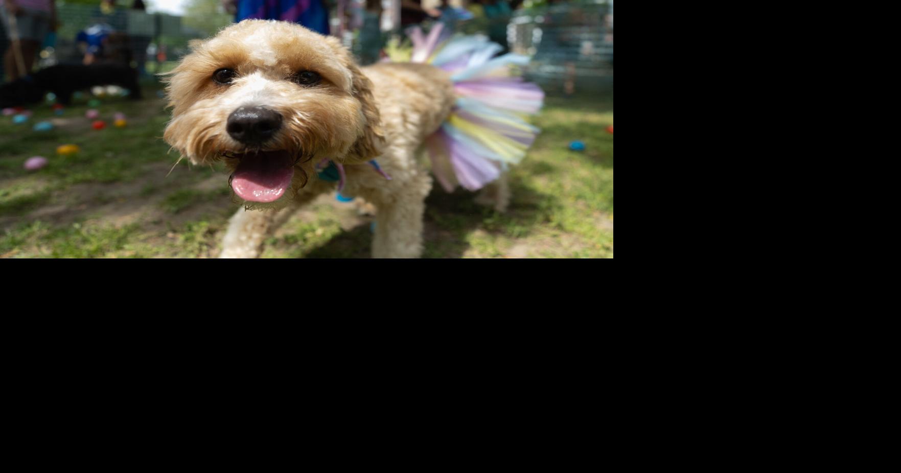 Easter on Parade lives on with nearly 25,000 attendees