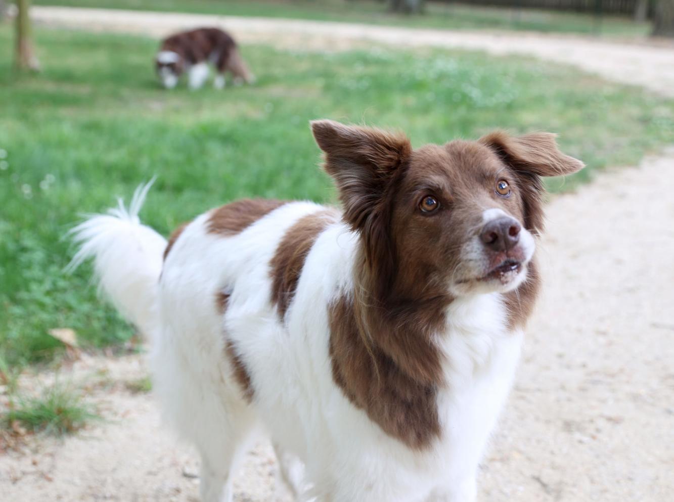 A Virginia woman opened sanctuary for elderly border collies in ...