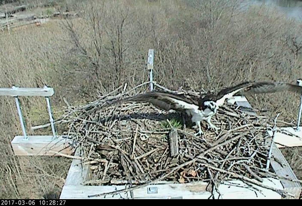Danville unveils Osprey nesting platform, live stream online for bird ...