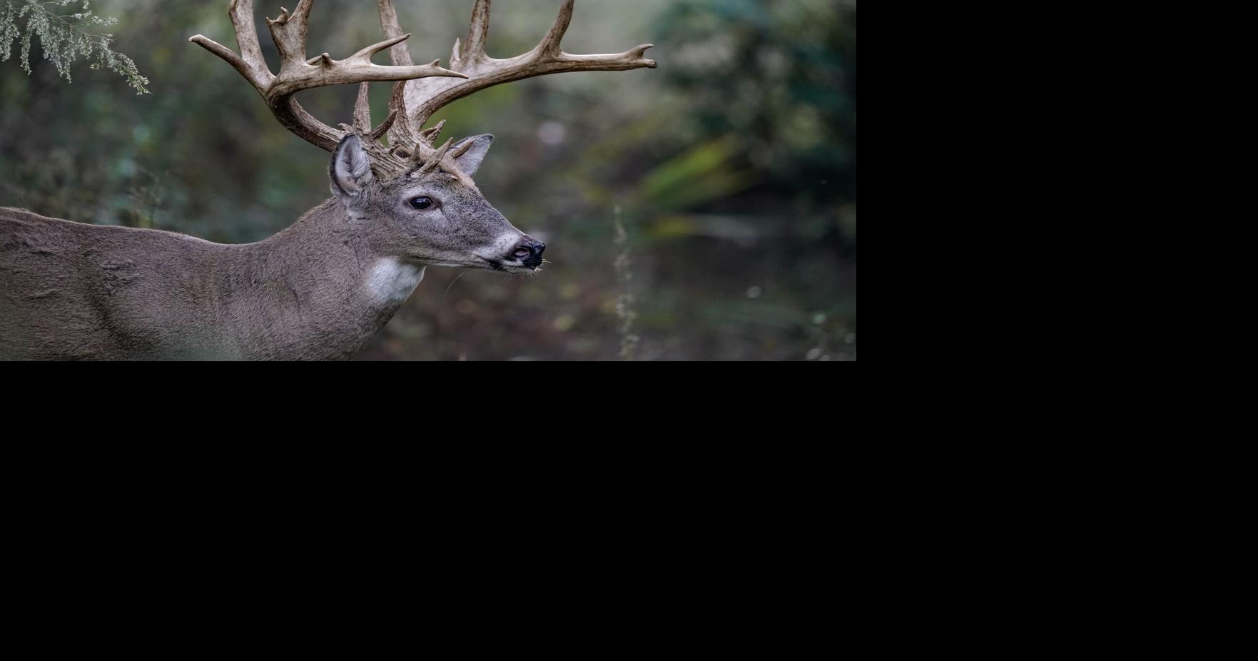 Hollywood Cemetery buck shooting provokes community outrage