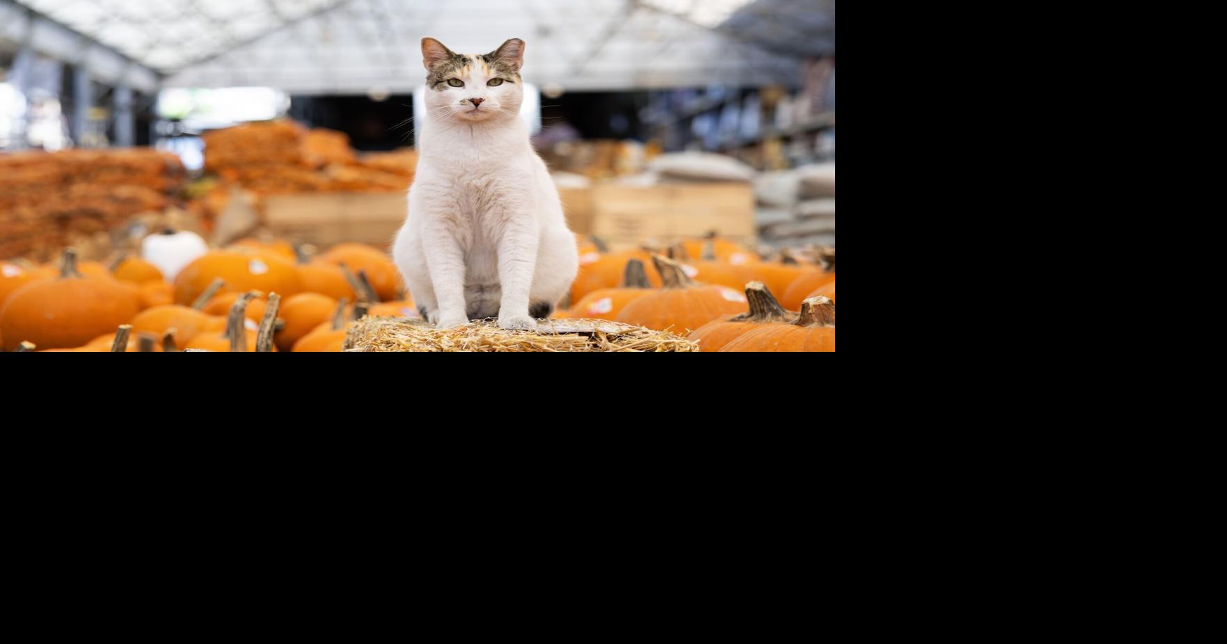 Francine the Lowe's cat over the years