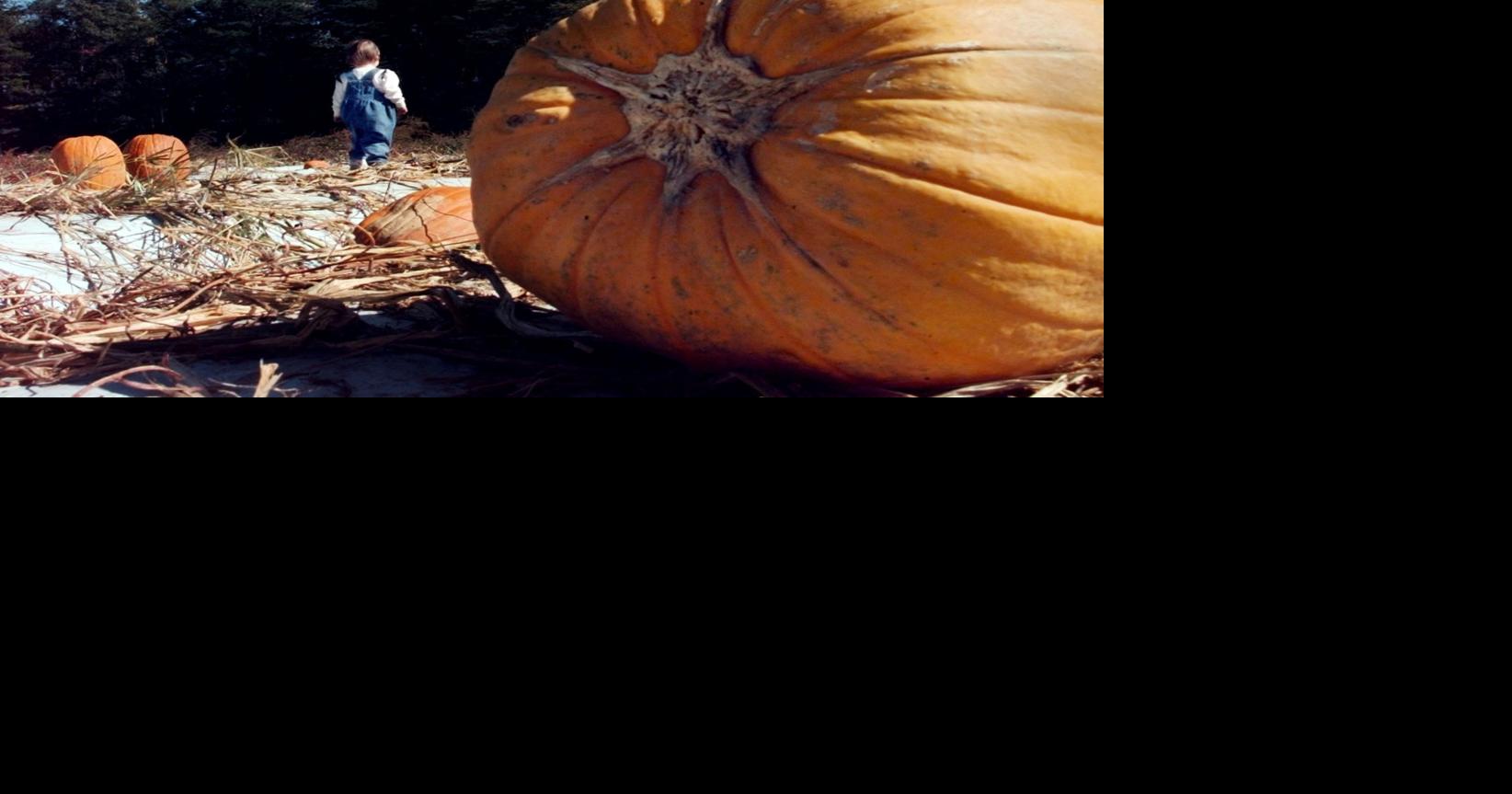 PHOTOS: Chesterfield Berry Farm