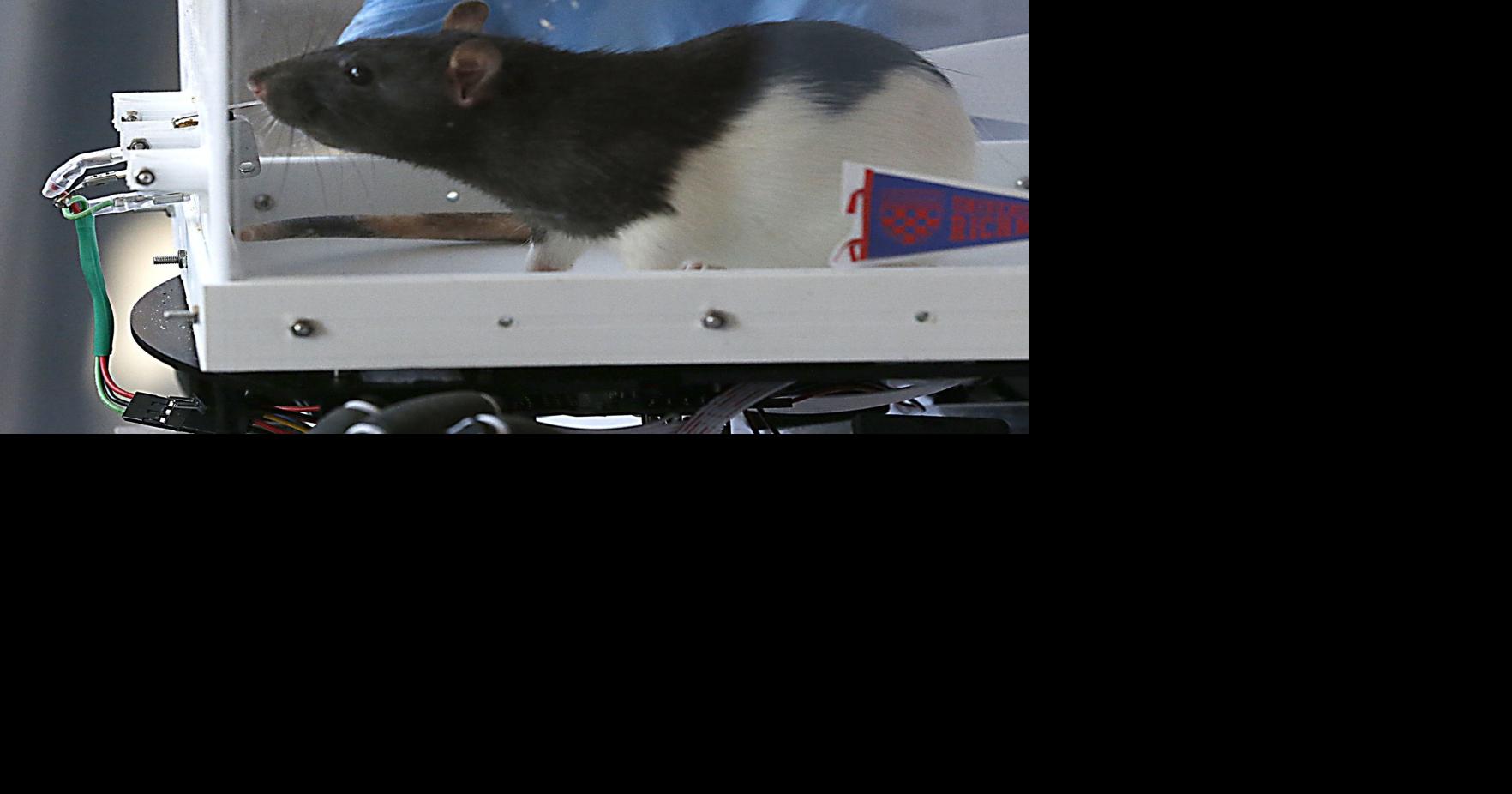 The University of Richmond's driving rats are back with bigger, better cars