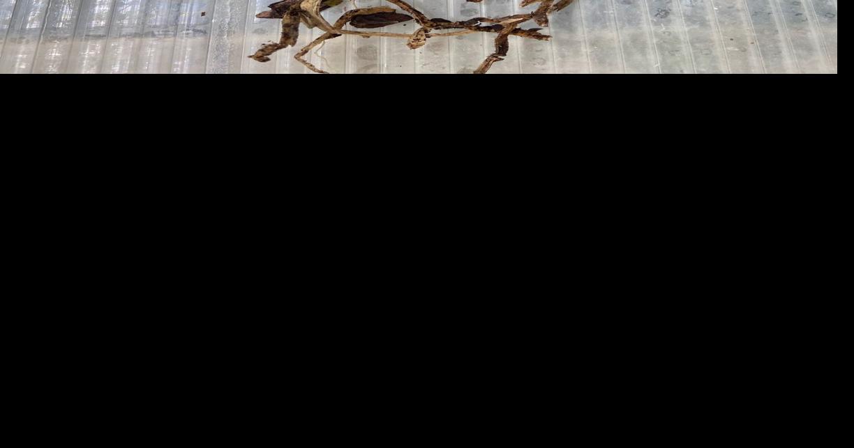 Orchids: No roots? No problem.