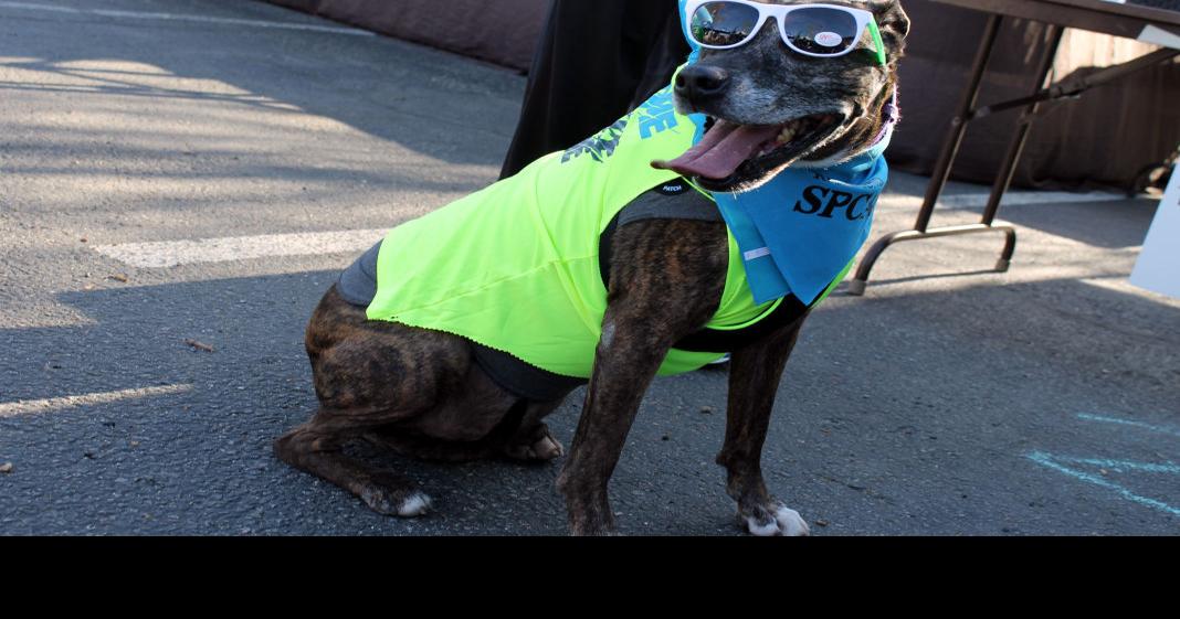 PHOTOS: SPCA's 14th Annual Dog Jog and 5k run