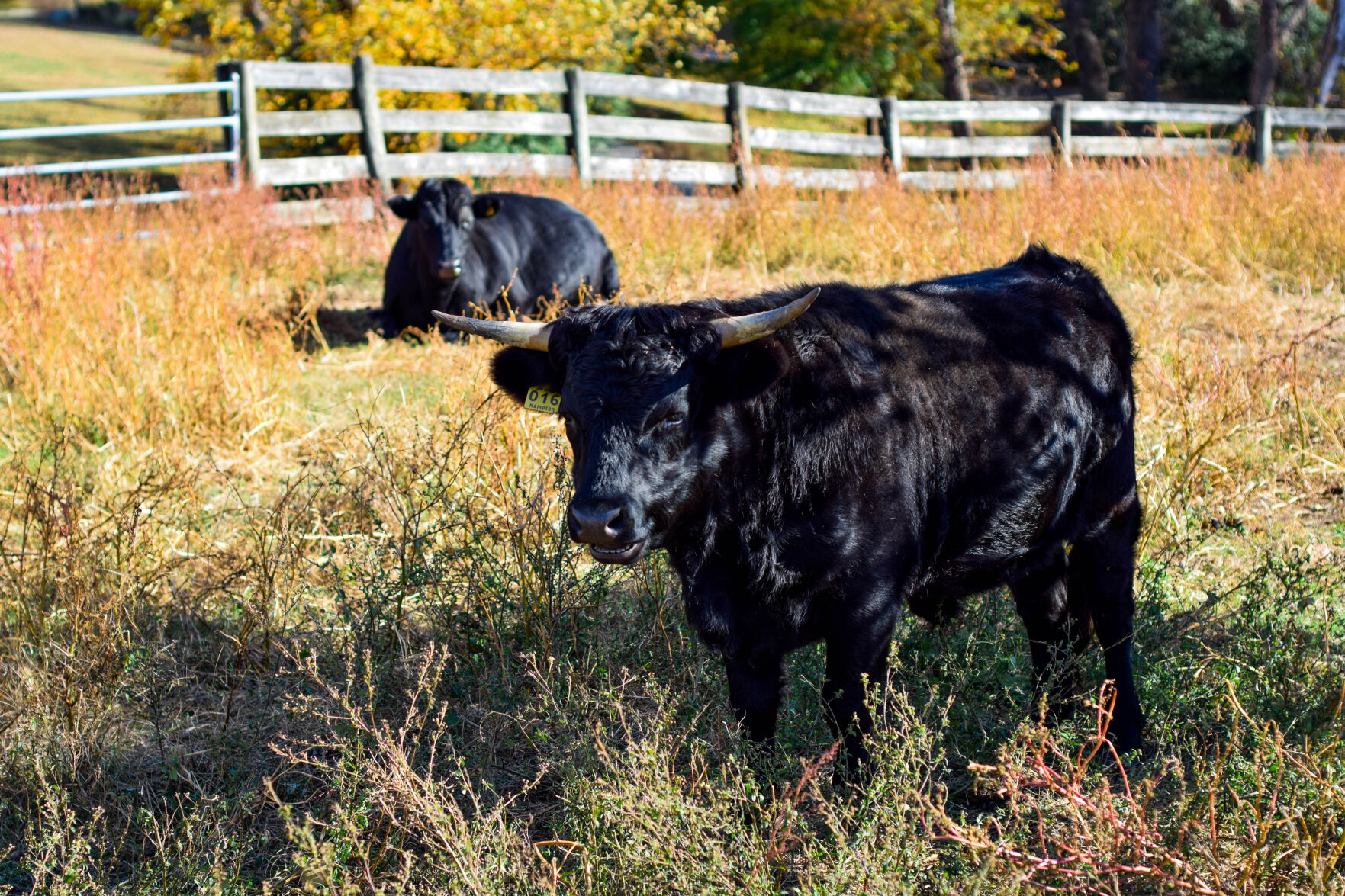 Maymont mourns death of Erin the Irish Dexter cow