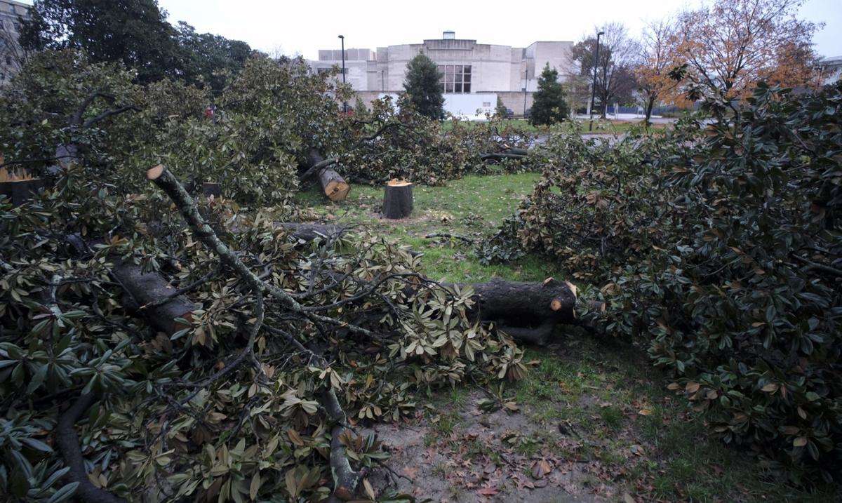 100-year old magnolia trees removed at Virginia Museum of History ...
