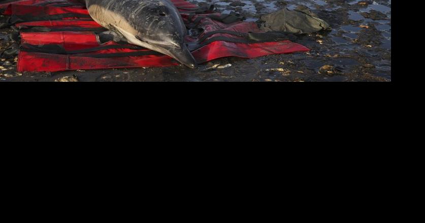 First-of-its-kind dolphin hospital coming to Cape Cod