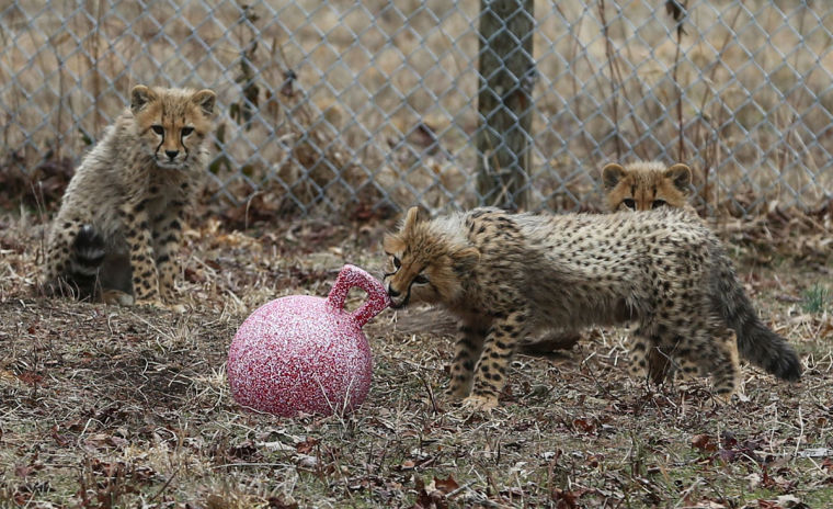 Cheetah cubs can take the cold, their keeper says