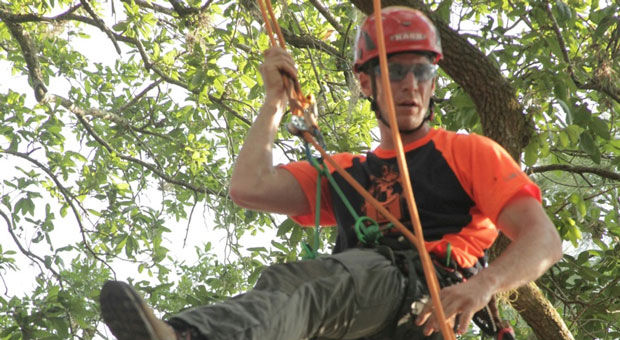 Virginia man is tree-climbing king