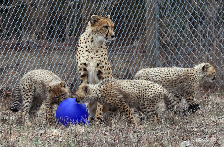 Cheetah cubs can take the cold, their keeper says