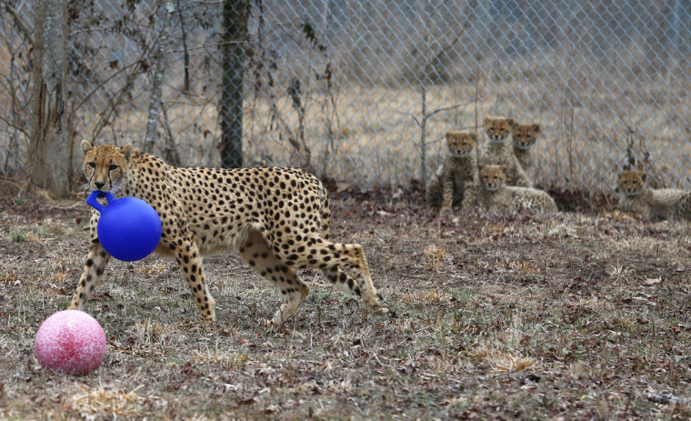 Cheetah cubs can take the cold, their keeper says