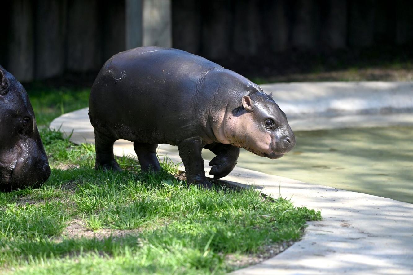 Poppy the pygmy hippo now on view at Metro Richmond Zoo