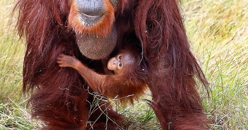 Baby orangutan at Richmond Zoo